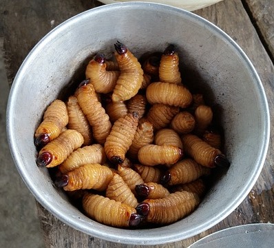 Museo de comida asquerosa en Malmo, Suecia – euskal-museoa.org